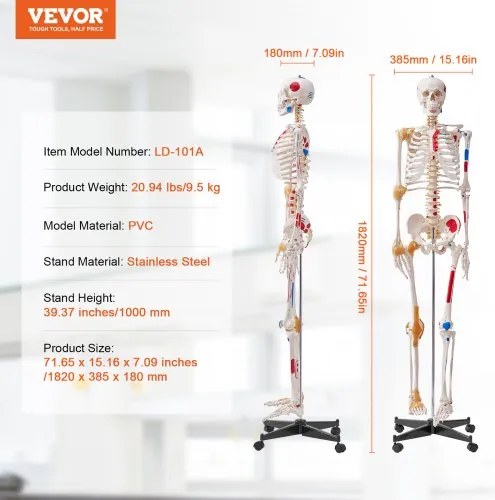 Model lidské kostry pro anatomii, 182 cm životní velikost