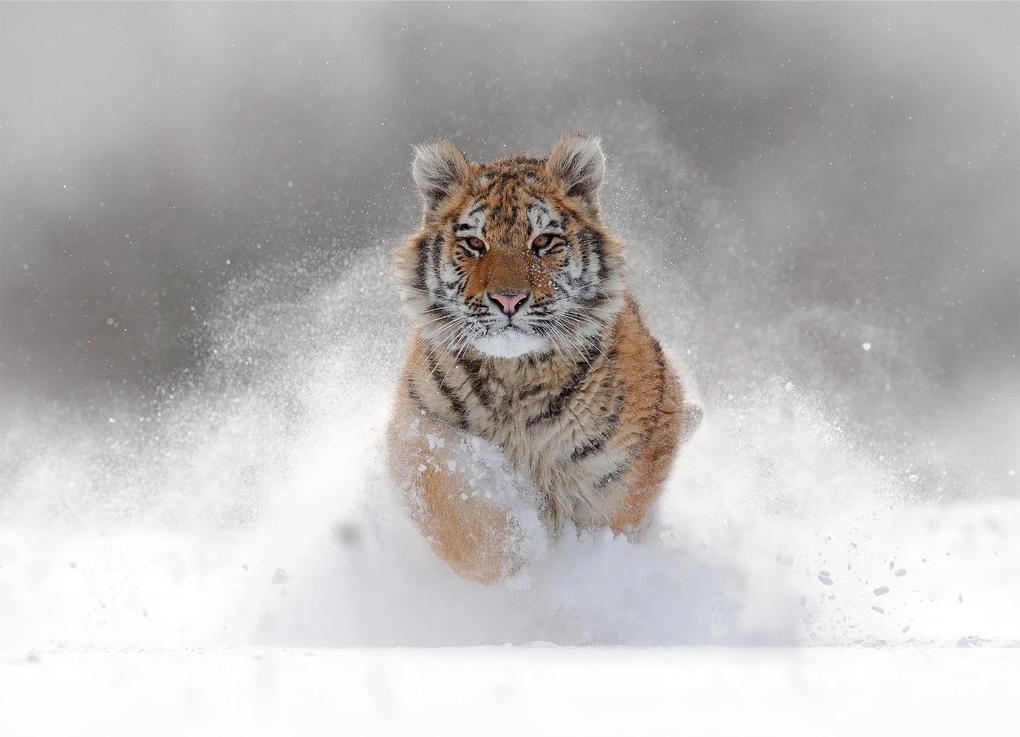 Malvis Tapeta Sněžný tygr Vel. (šířka x výška): 144 x 105 cm