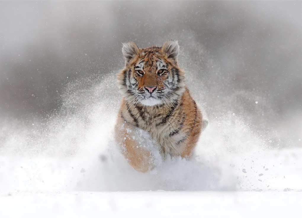 Malvis Tapeta Sněžný tygr Vel. (šířka x výška): 216 x 140 cm