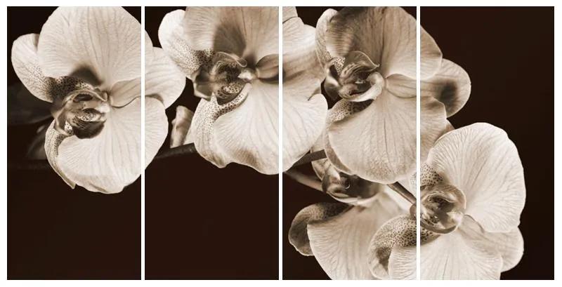 Obraz černobílých orchidejí (160x80 cm), 40 dalších rozměrů