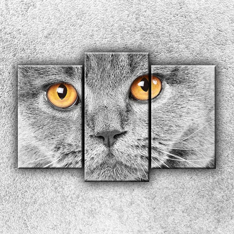 IMPAR Fotoobraz na plátno Kočičí pohled 75x50 cm