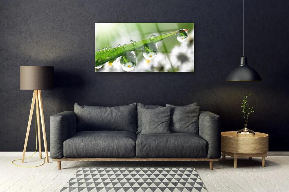 Obraz na skle Tráva Rosa Kapky Příroda 100x50 cm