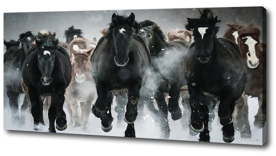 Wallmuralia Moderní fotoobraz canvas na rámu Koně ve cvalu 125x50 cm