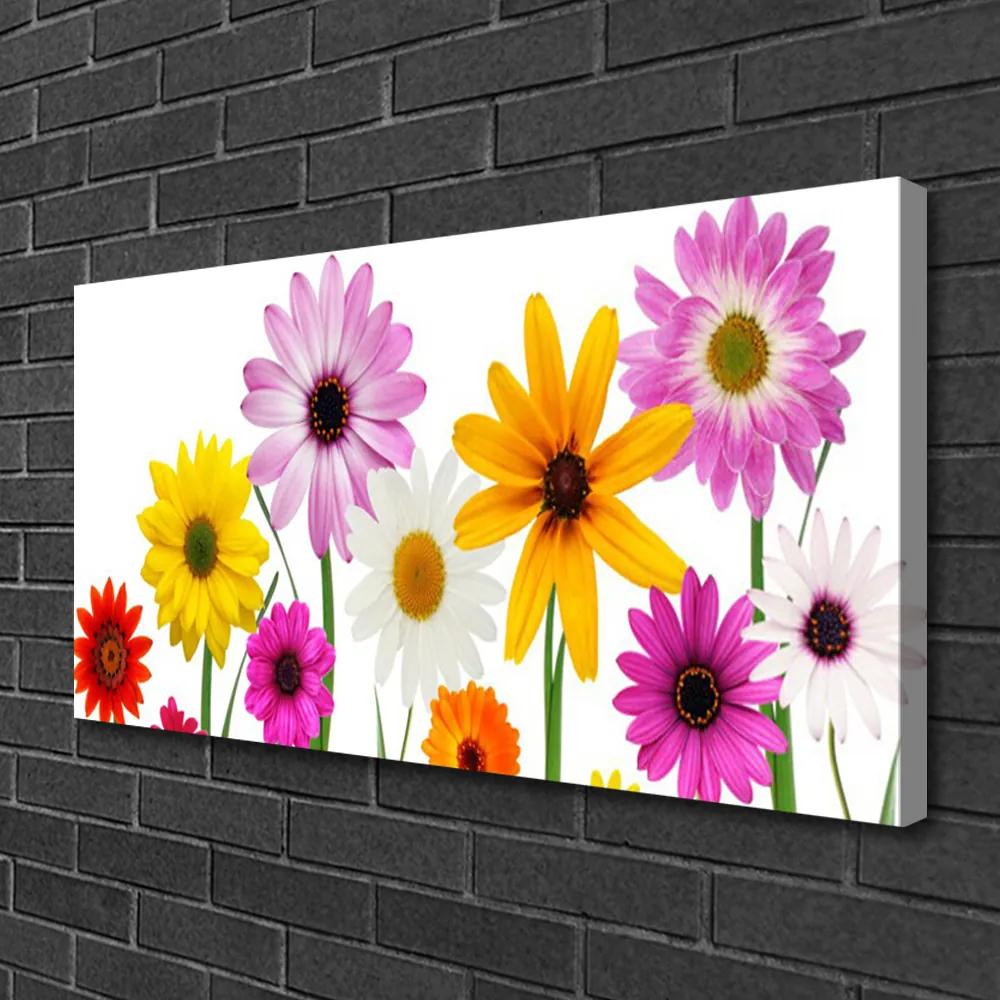 Obraz na plátně Barevné Květiny Příroda 100x50 cm