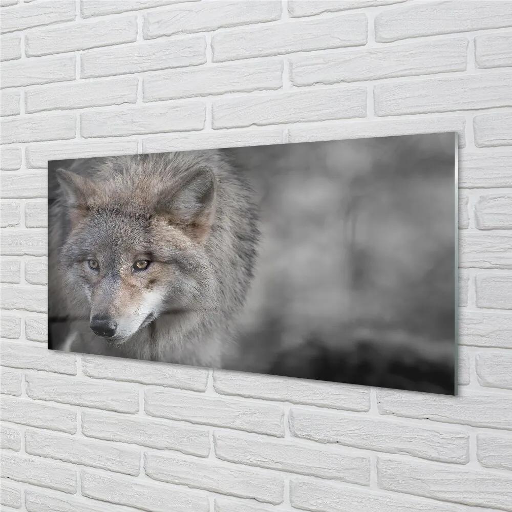 Obraz na skle Vlk 120x60 cm