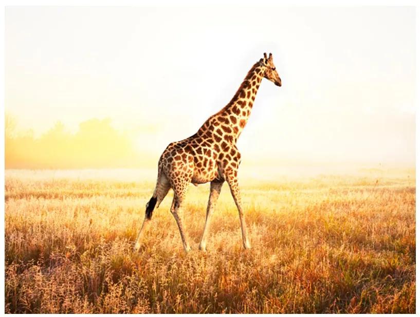 Fototapeta - žirafa - procházka