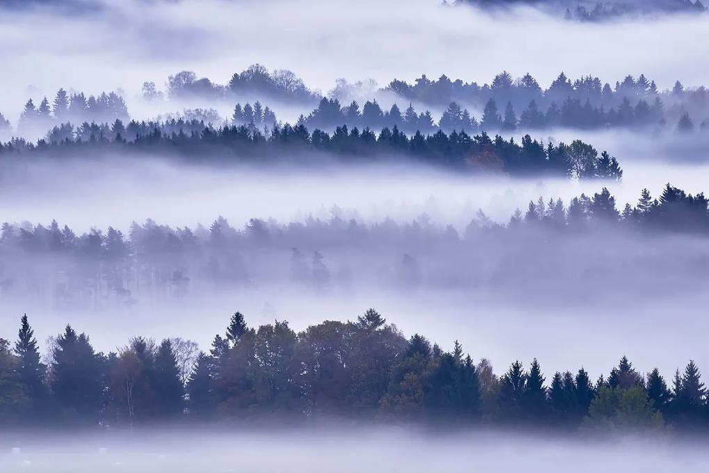 DIMEX | Vliesová fototapeta Mlha a stromy MS-5-1870 | 375 x 250 cm| modrá, bílá, šedá