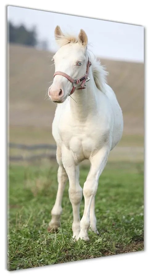 Wallmuralia Moderní akrylový fotoobraz Kůň albín 50x100 cm