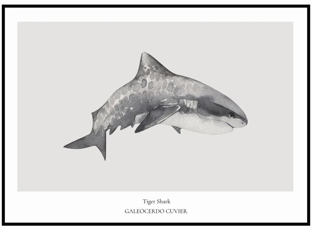 Plakát Tiger Shark 40 x 50 cm