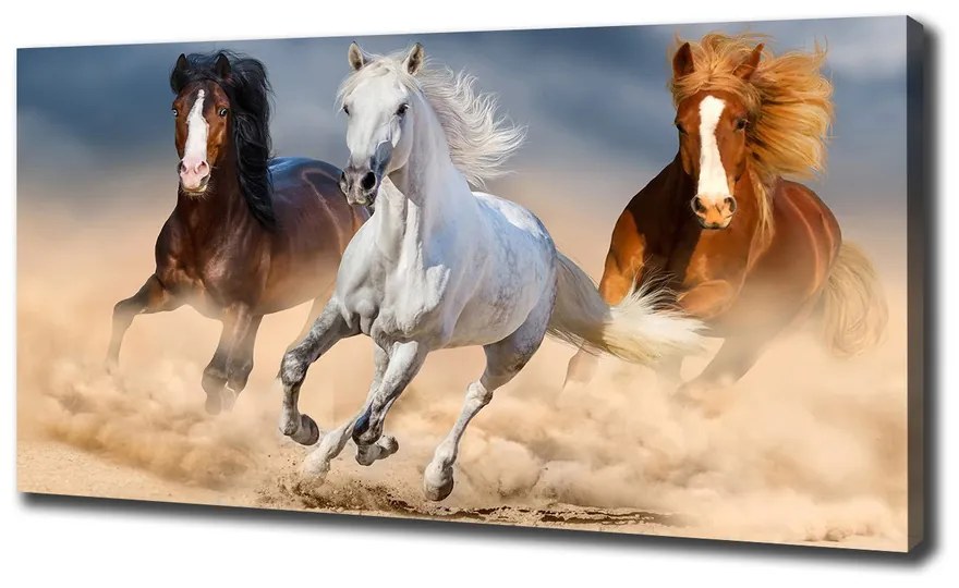 Wallmuralia Foto obraz na plátně Koně na poušti 140x70 cm