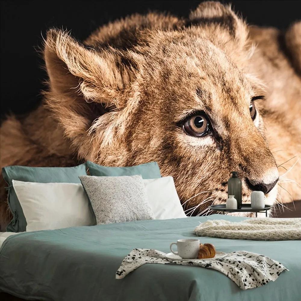 Samolepící fototapeta mládě lva - 150x100 cm