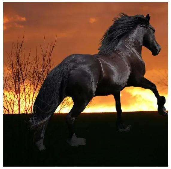 Obraz koně (30x30 cm), 40 dalších rozměrů