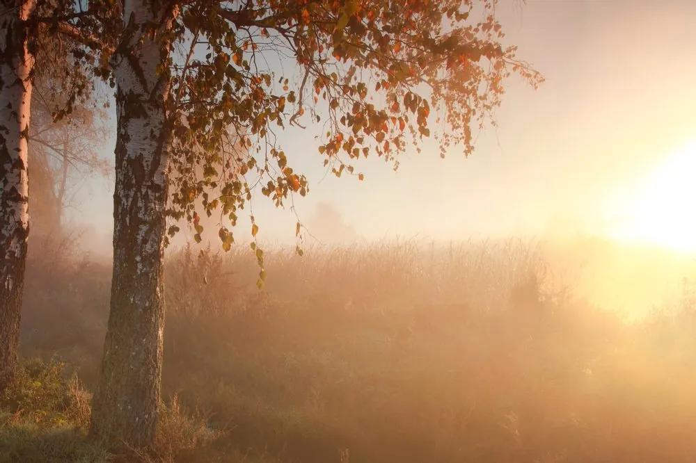 Samolepící fototapeta mlhavý podzimní les - 300x200 cm