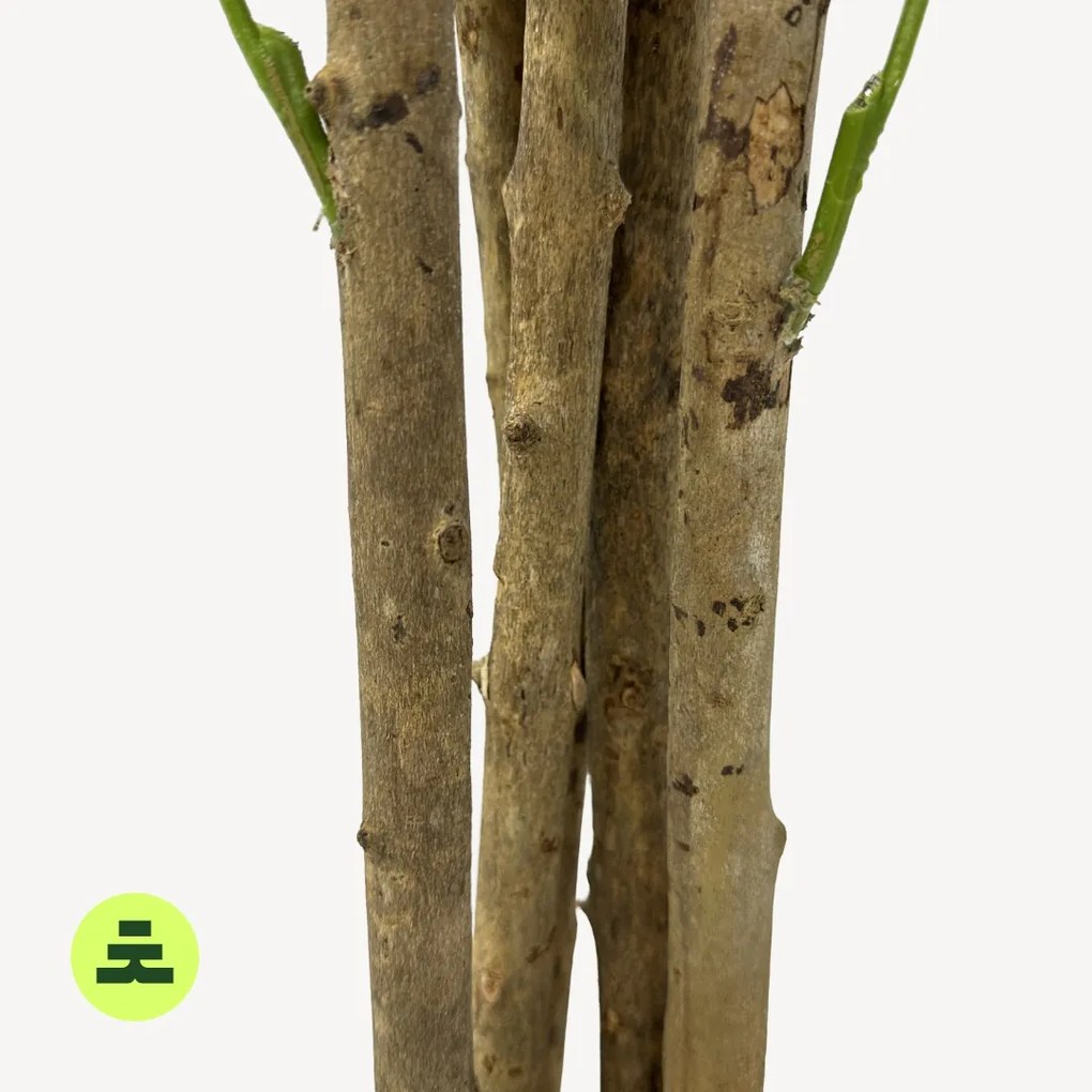 Umělý Olivovník Vícekmenný 120 cm