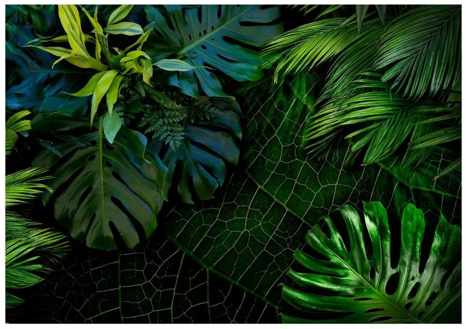 Fototapeta - Temná džungle 450x315 + zdarma lepidlo
