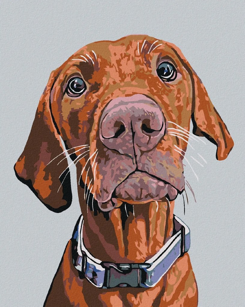 zuty malování podle čísel - ridgeback s modrým obojkem, 80x100 cm, vypnuté plátno na rám