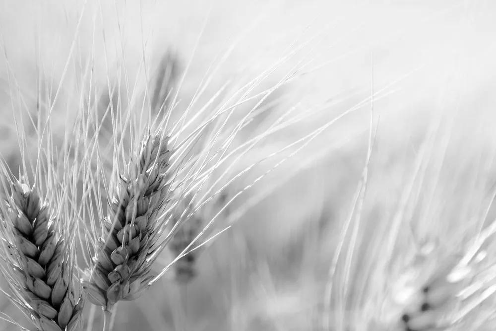 Obraz pšeničné pole v černobílém provedení Varianta: 120x80