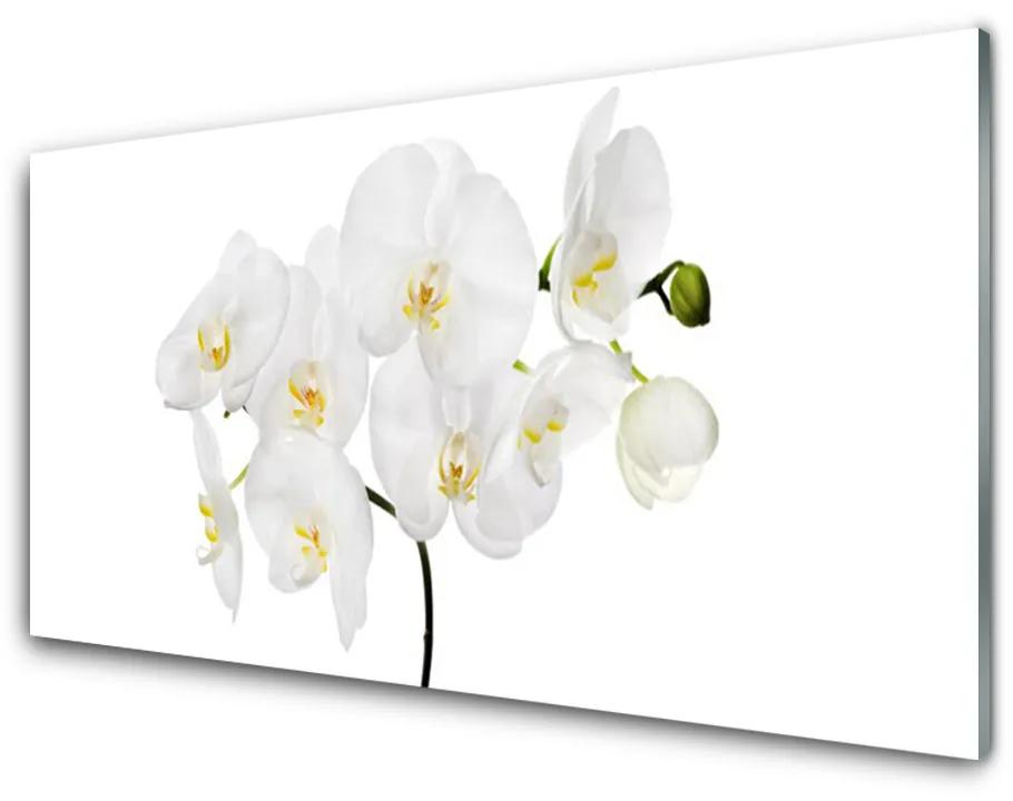 Obraz na skle Bílá Orchidej Květiny 120x60 cm
