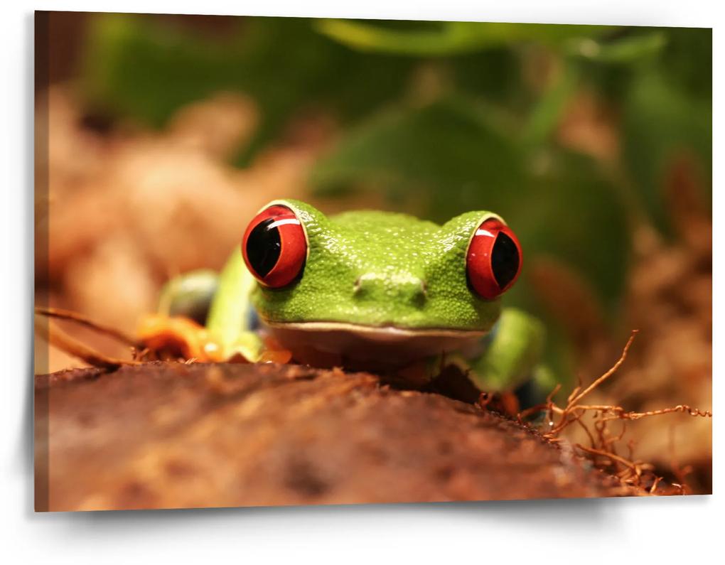 Obraz - Zelená žába 150x110 cm