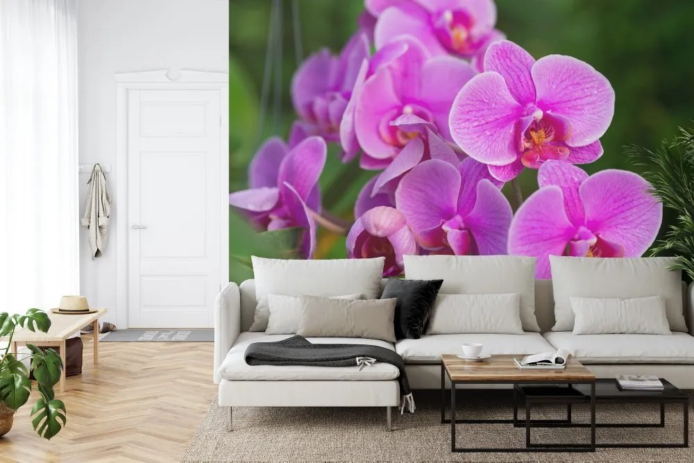 Fototapeta Orchid Blossoms 3D Hladký vinyl 450x300