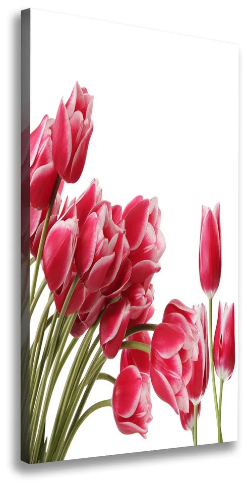 Wallmuralia Foto obraz na plátně Červené tulipány 50x100 cm