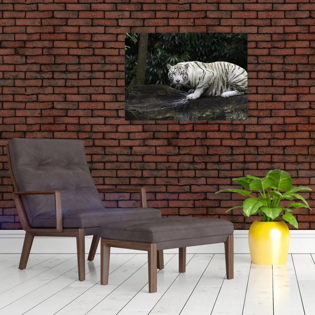 Skleněný obraz - Tygr albín (70x50 cm)