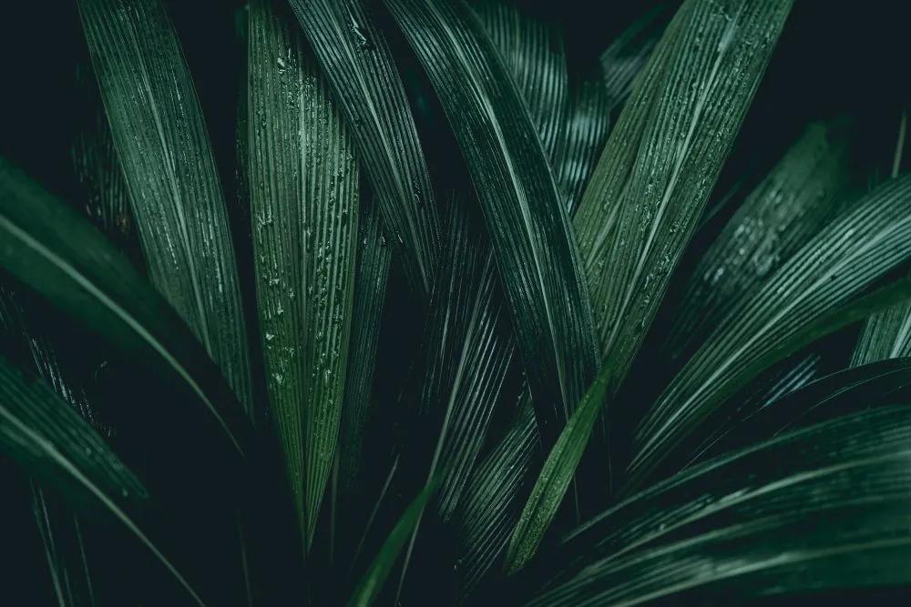 Vícedílný obraz Tmavě Zelené Listy Na Makro Stupnici Nedostatek Nedostatek Přírodní plátno 60x40