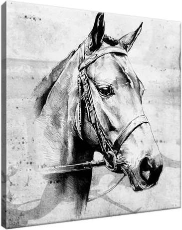 Tištěný obraz Kůň 30x30cm 1919A_1AI