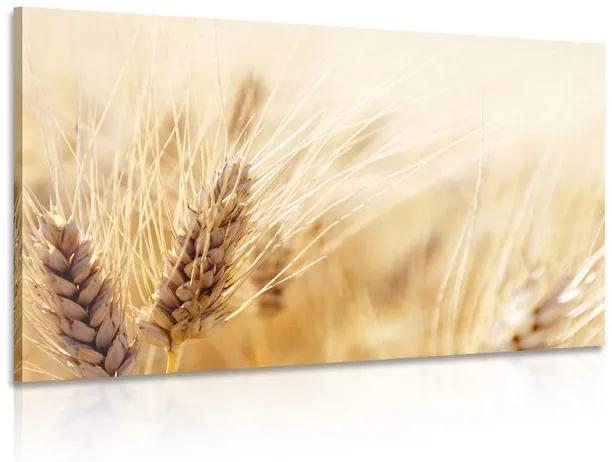 Obraz pšeničné pole