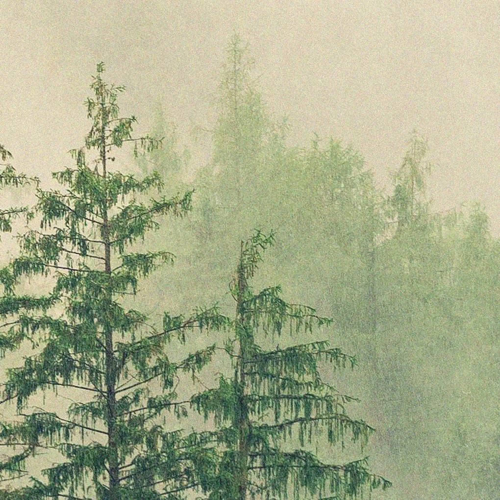 Malvis ® Tapeta Brzká lesní mlha Vel. (šířka x výška): 216 x 140 cm