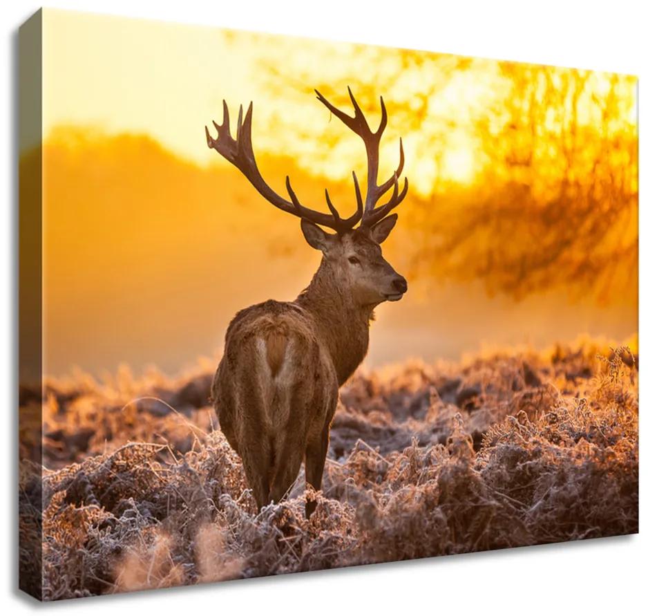 Gario Obraz na plátně Silný jelen Velikost: 40 x 30 cm