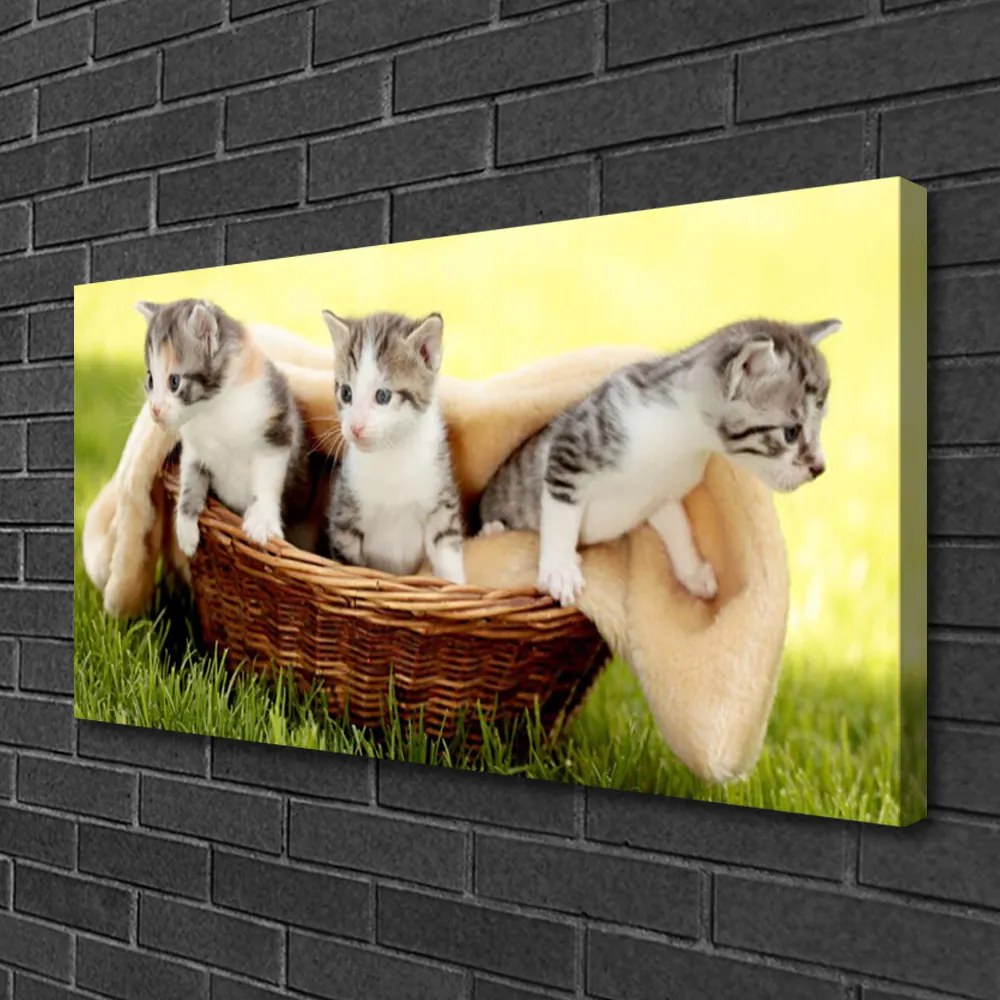 Obraz na plátně Kočky Zvířata 120x60 cm