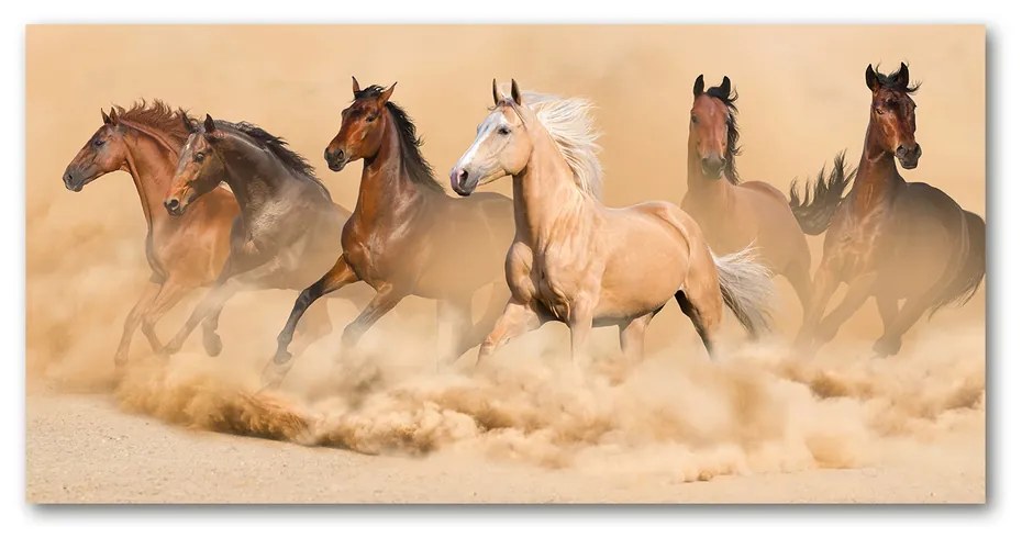Wallmuralia Foto obraz akrylové sklo Koně poušť 140x70 cm