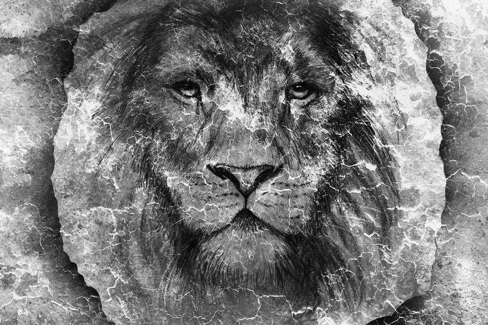 Tapeta černobílá tvář lva - 150x100 cm