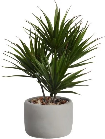 Bonsai palma ASA Selection