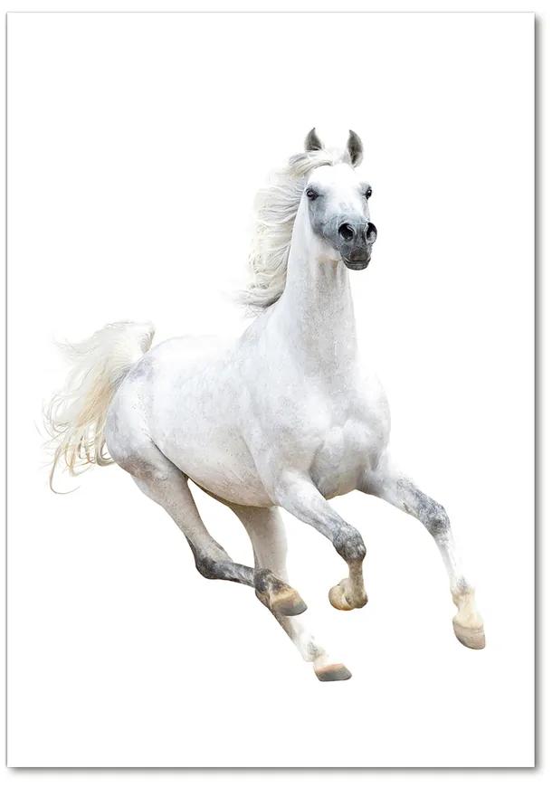Wallmuralia Fotoobraz na skle Bílý kůň cval 70x100 cm