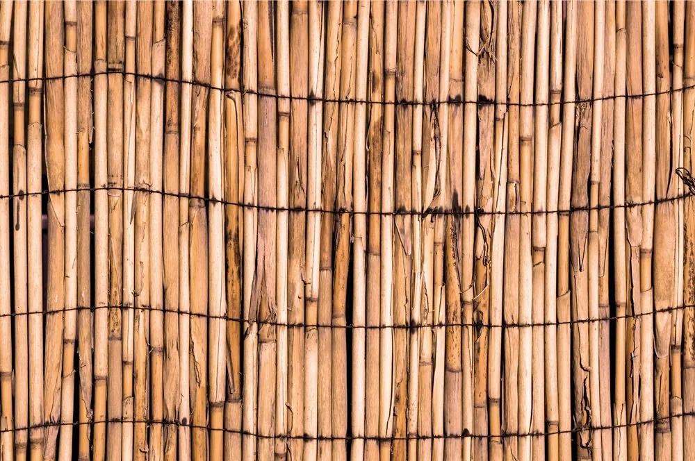 Samolepící fototapeta exotický bambus - 450x300 cm