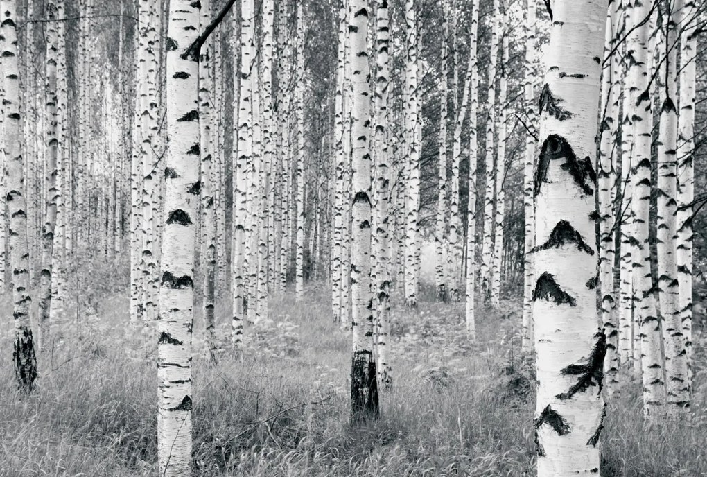Komar Vliesová fototapeta Woods 400 x 270 cm