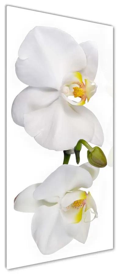 Wallmuralia Foto obraz fotografie na skle Bílá orchidej 50x125 cm