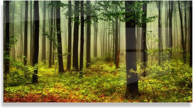Skleněný obraz 130x70 - Stromy v lese (EXTRA - s vyvrtanými dírami) - Sablo.cz