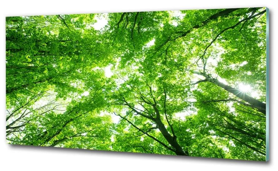 Wallmuralia Fotoobraz na skle Zelený les 100x50