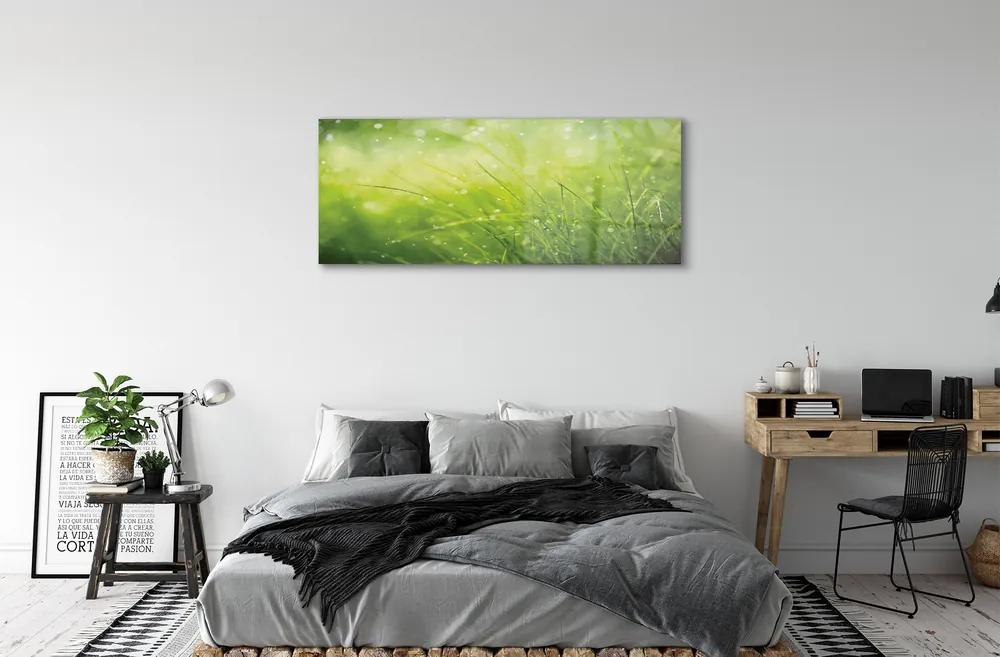 akrylový obraz Tráva kapky rosy 120x60 cm
