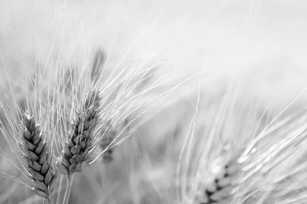 Tapeta černobílé pšeničné pole - 225x150 cm
