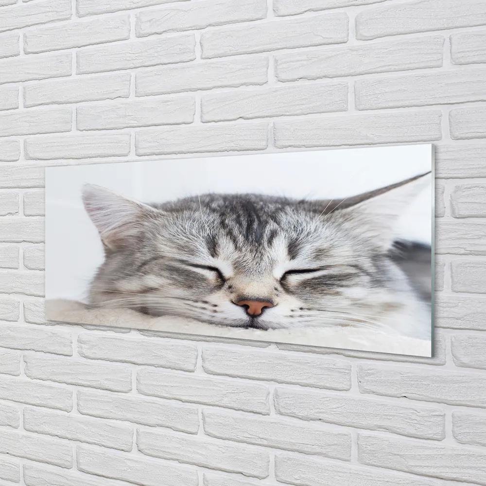 akrylový obraz ospalá kočka 120x60 cm