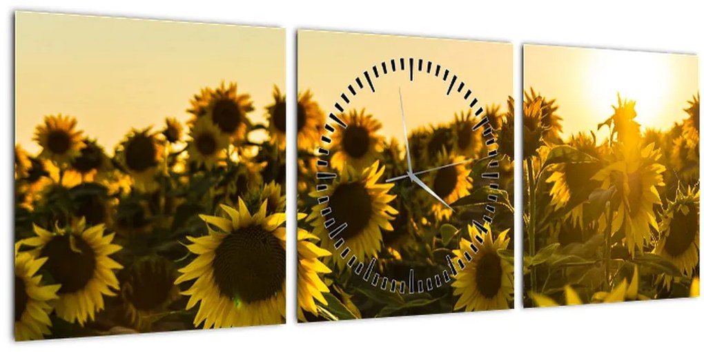 Obraz slunečnicového pole (s hodinami) (90x30 cm)