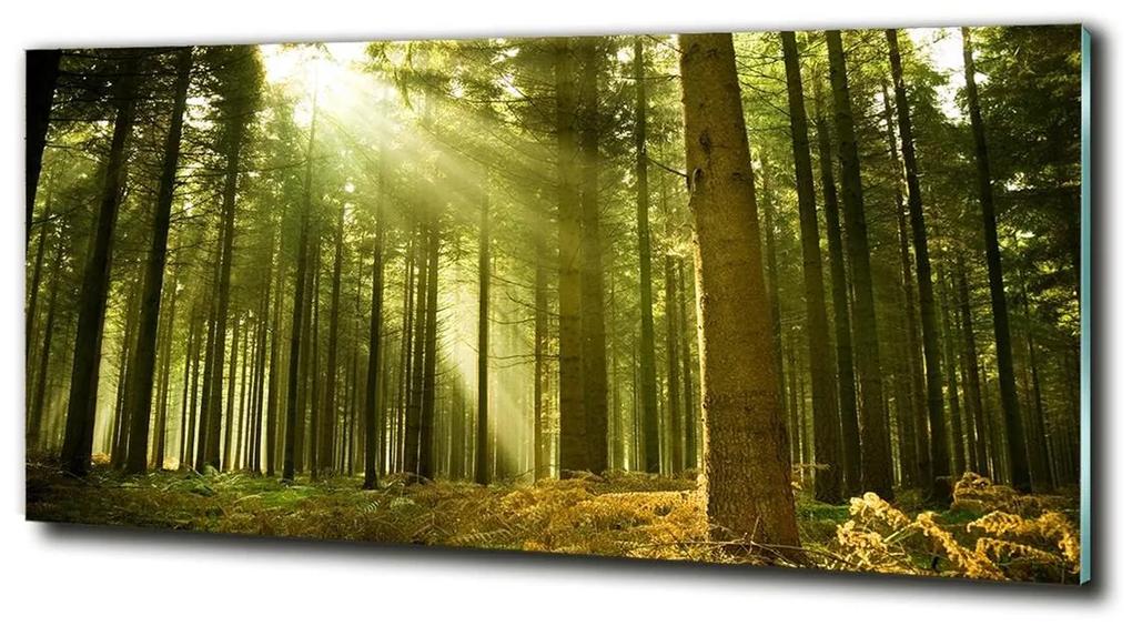 Foto obraz sklo tvrzené Sosnový les