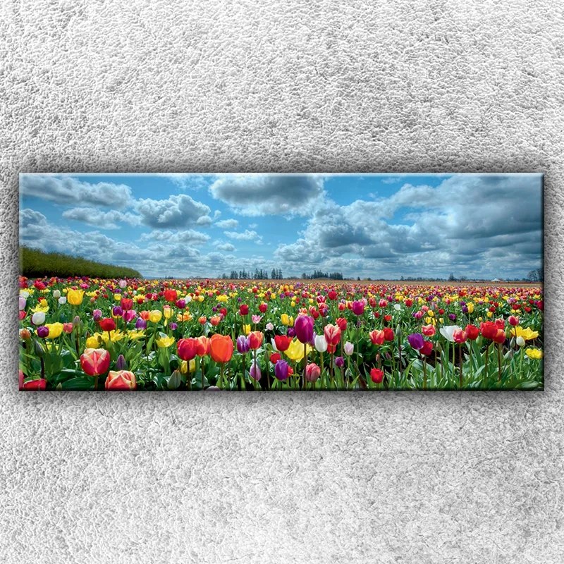 Fotografie na plátno Pole barevných tulipánů 2 120x50 cm