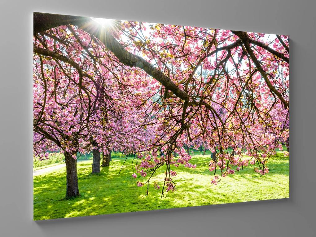 Liox Obraz větve kvetoucí třešně Rozměr: 120 x 80 cm