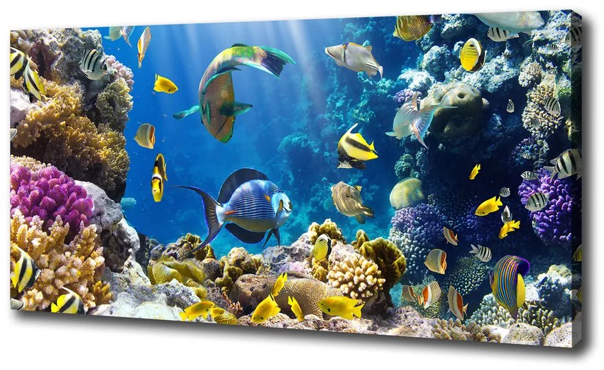 Wallmuralia Foto obraz na plátně Korálový útes 100x50 cm