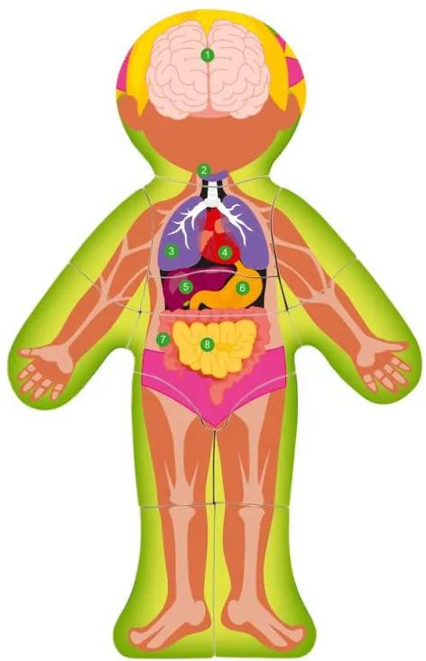 Woody Puzzle Lidské tělo - Holka CZ